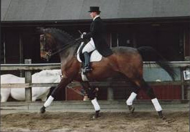 Debbie Jones – List 2 BD Judge and Trainer | Beaver Hall Equestrian Centre
